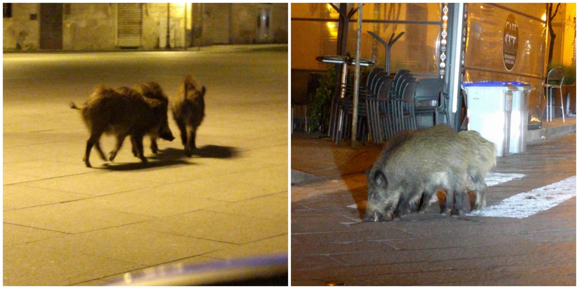 COVID-19: Alors que les humains s'enferment à la maison, les animaux ...